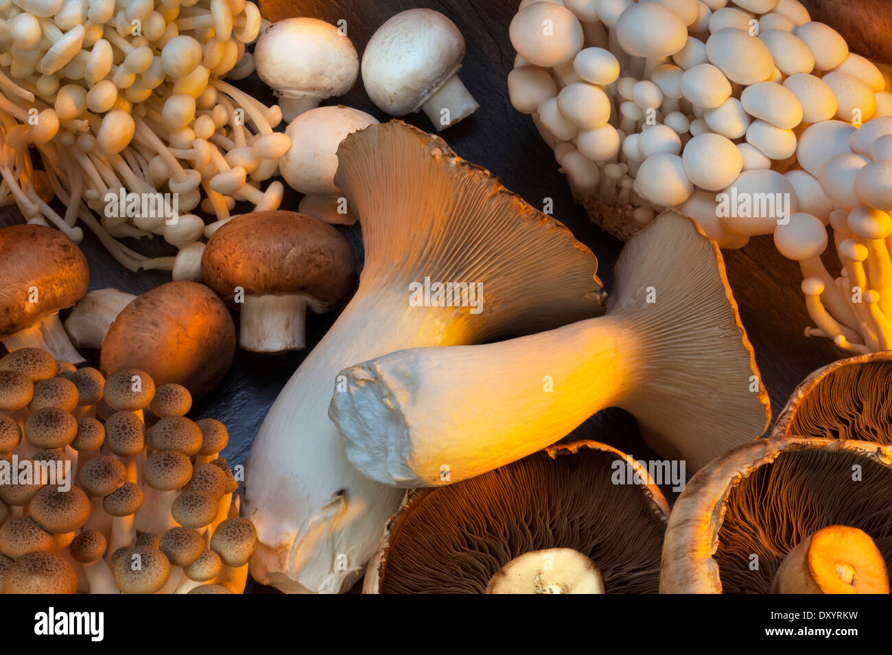 Edible wild mushrooms hi-res stock photography and images - Alamy