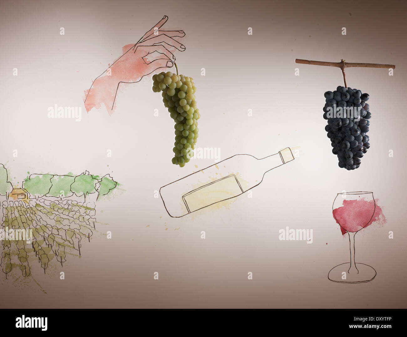 still life with drawing including real grapes and the story of grapes ...