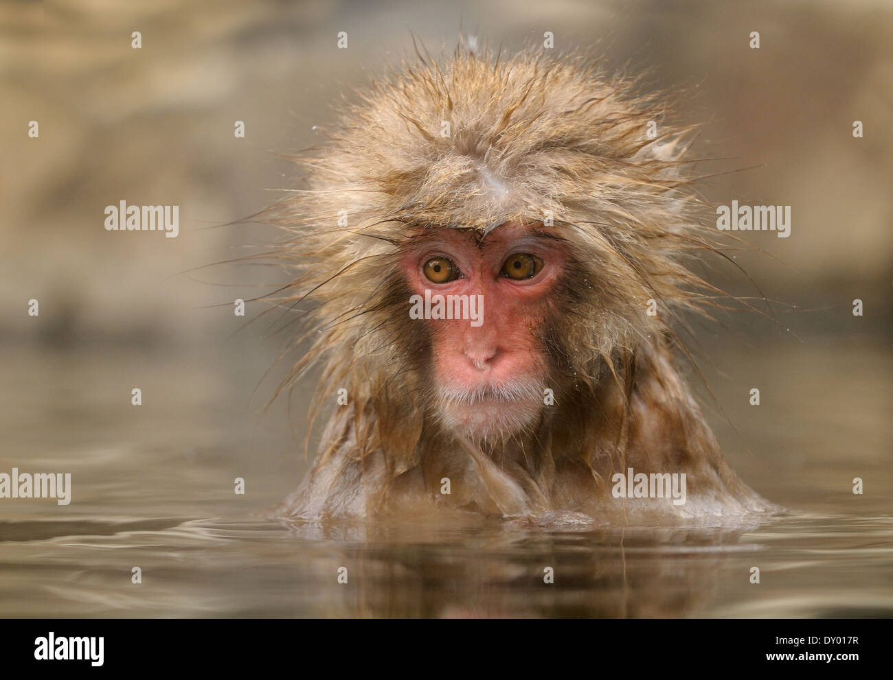 Japanese aka snow monkey in a hot tub called onsen in the mountains ...