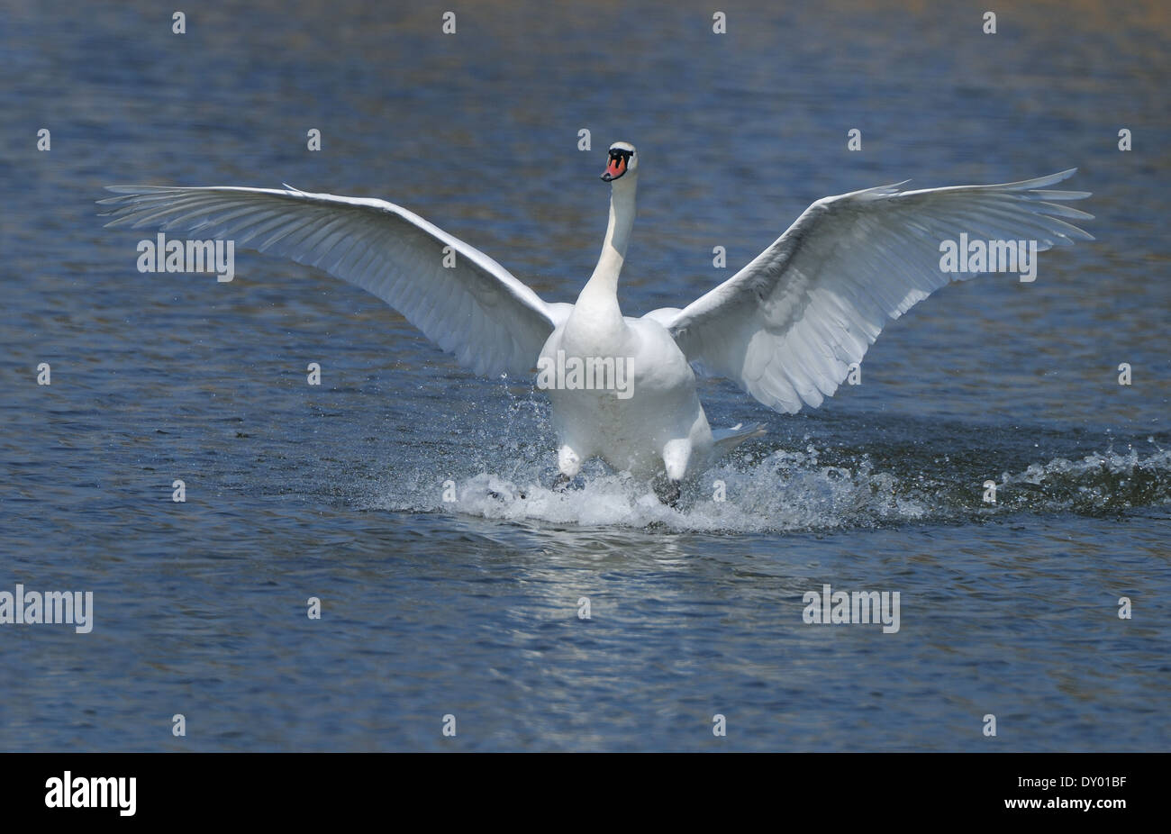 Mute Swan (Cygnus olor) while landing on the water surface of a lake ...
