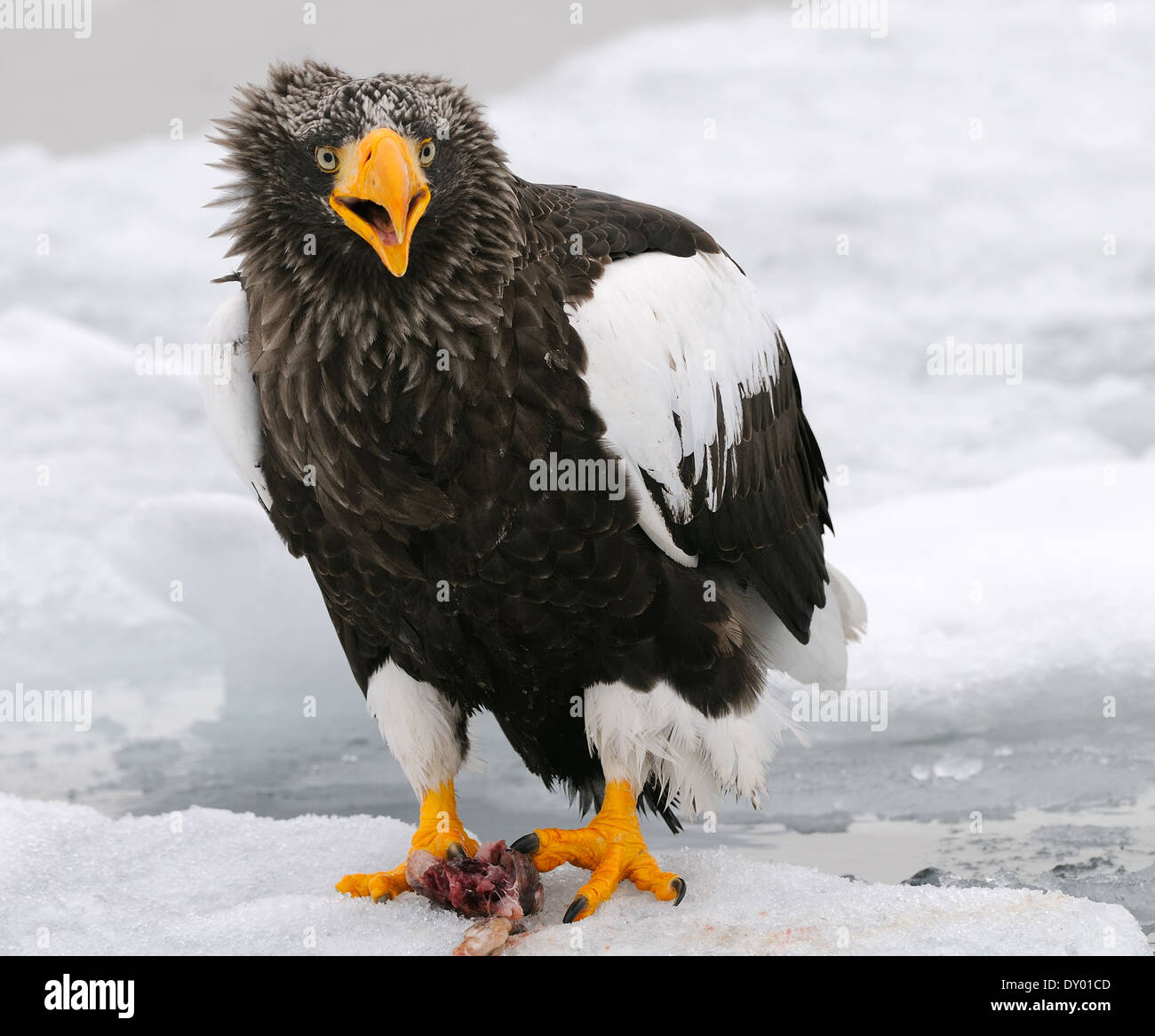 Stellers Sea Eagle on the Floating ice and flying above the Sea of ...