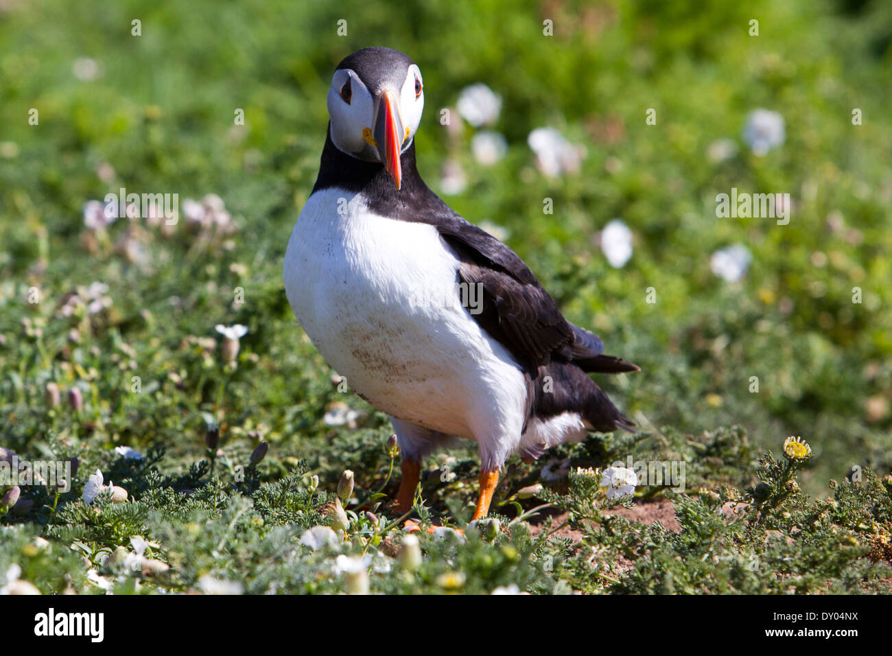 Puffin facing the ocean hi-res stock photography and images - Alamy