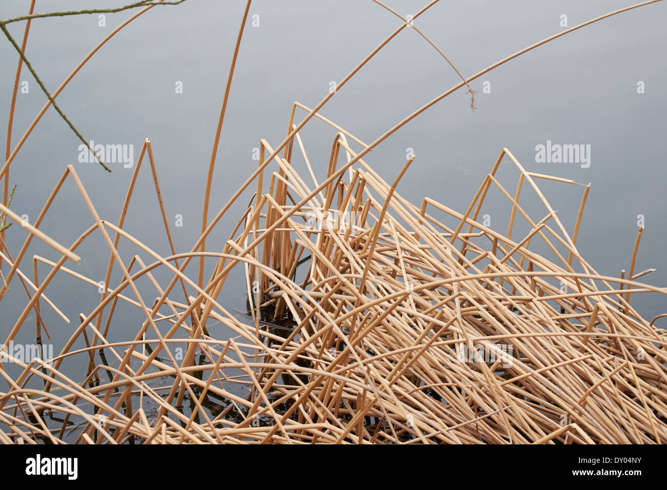 Reeds in water hi-res stock photography and images - Alamy