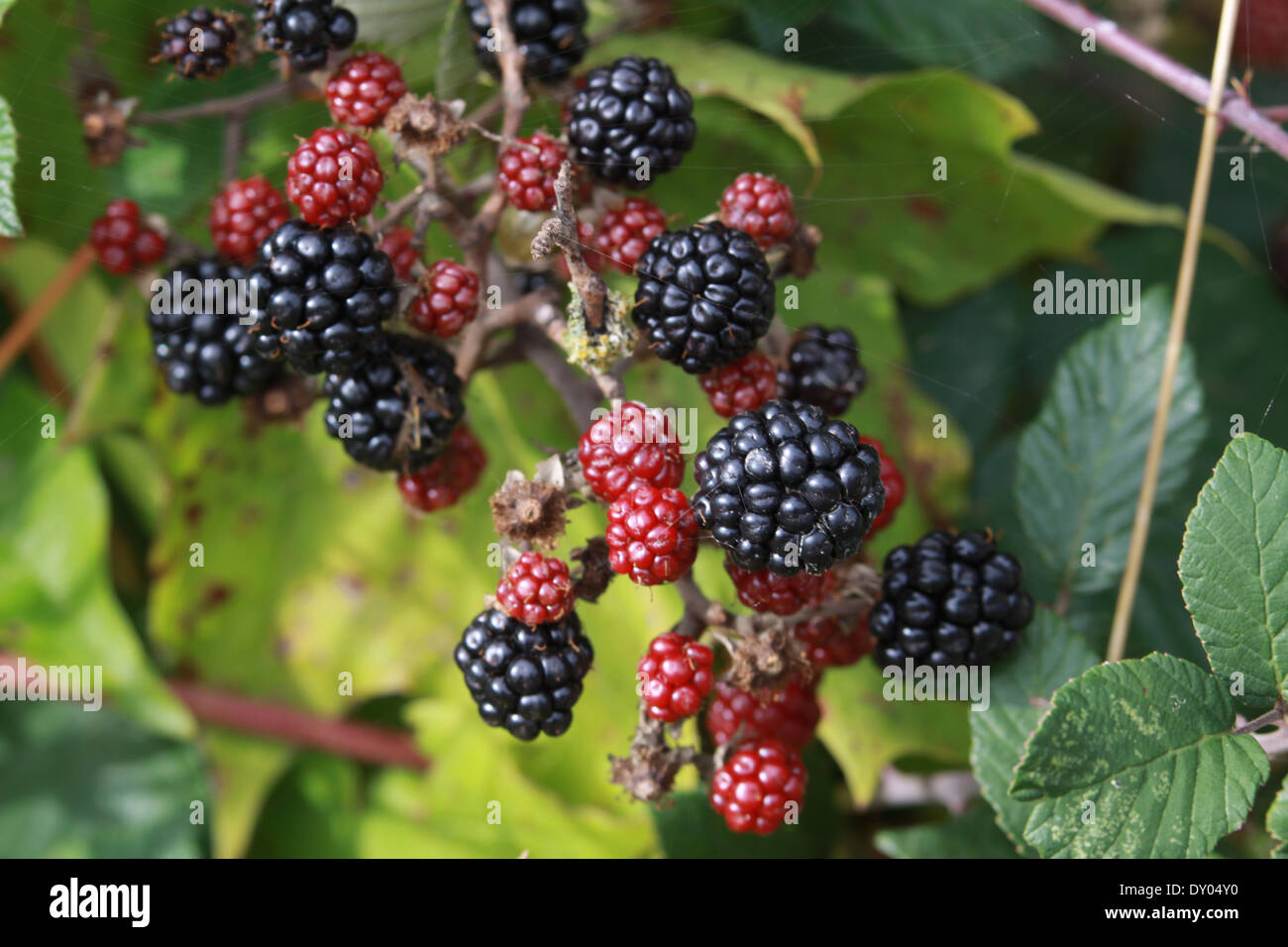 Bunch of wild blackberries hi-res stock photography and images - Alamy