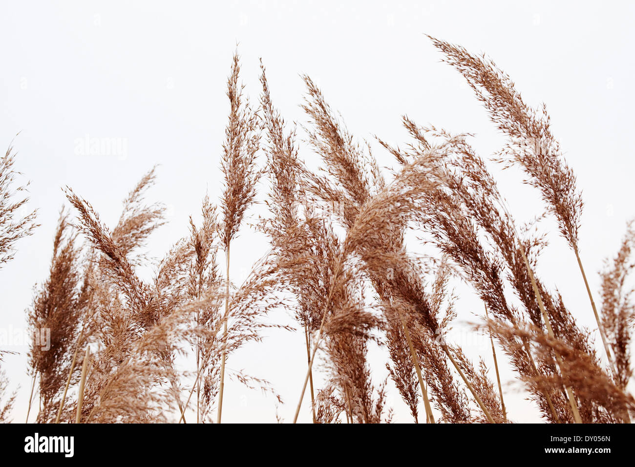Seed feathers hi-res stock photography and images - Alamy
