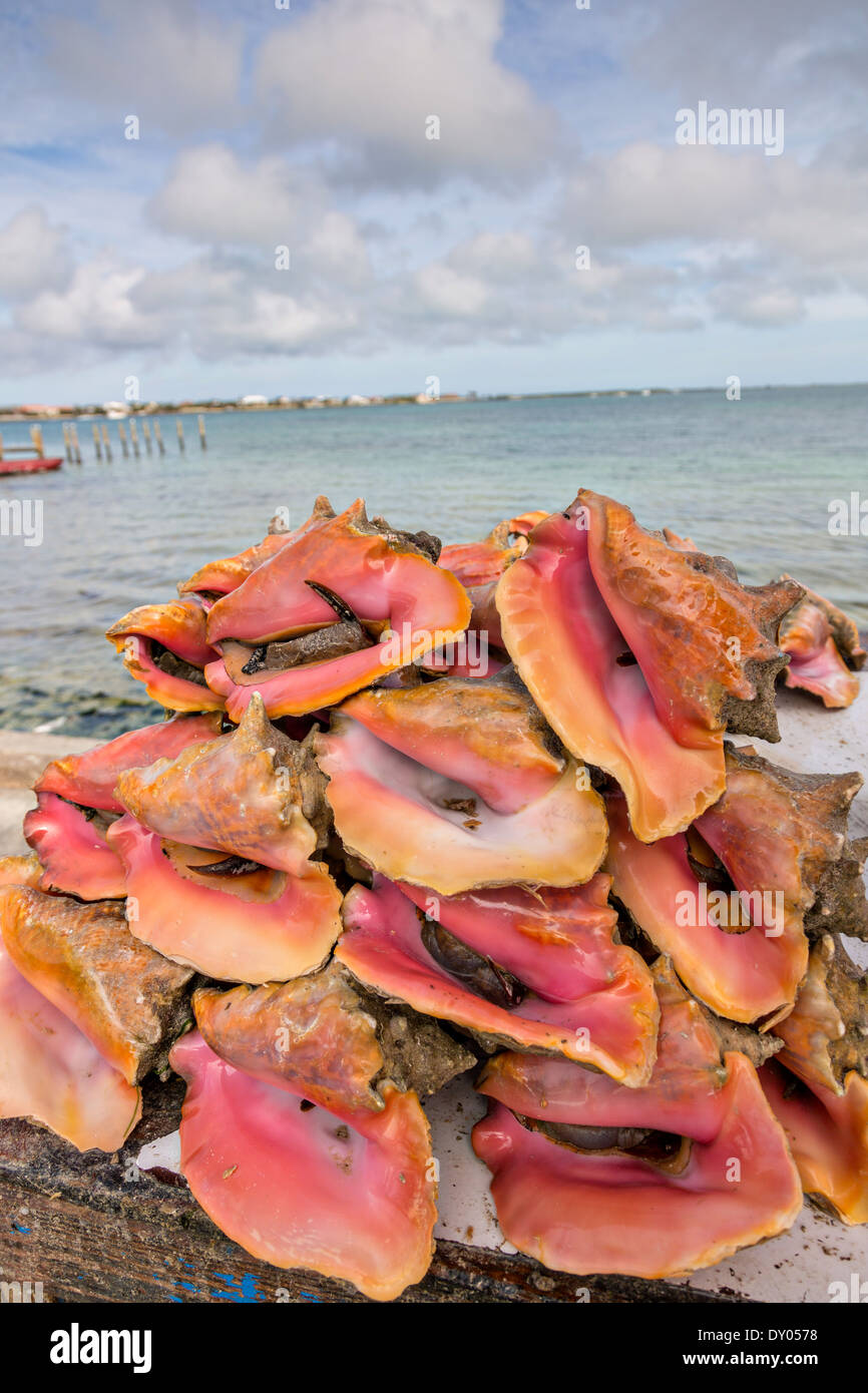 Live fresh conch at the fresh fish market Montagu beach Nassau, Bahamas ...