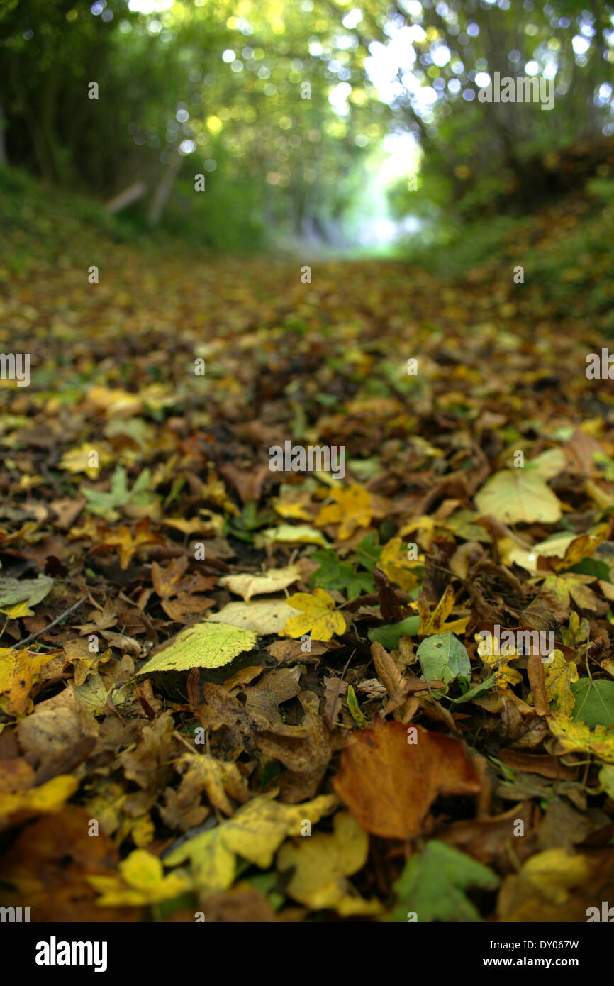 Autumn low angle dramatic narrow focus narrow depth of field Stock ...