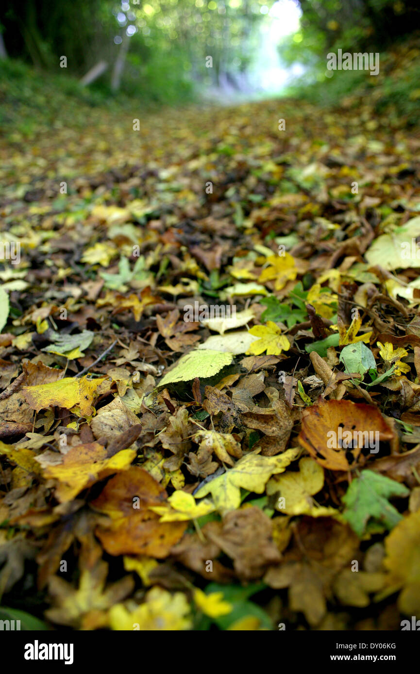 Dramatic low angle of the autumn countryside ground including fallen ...
