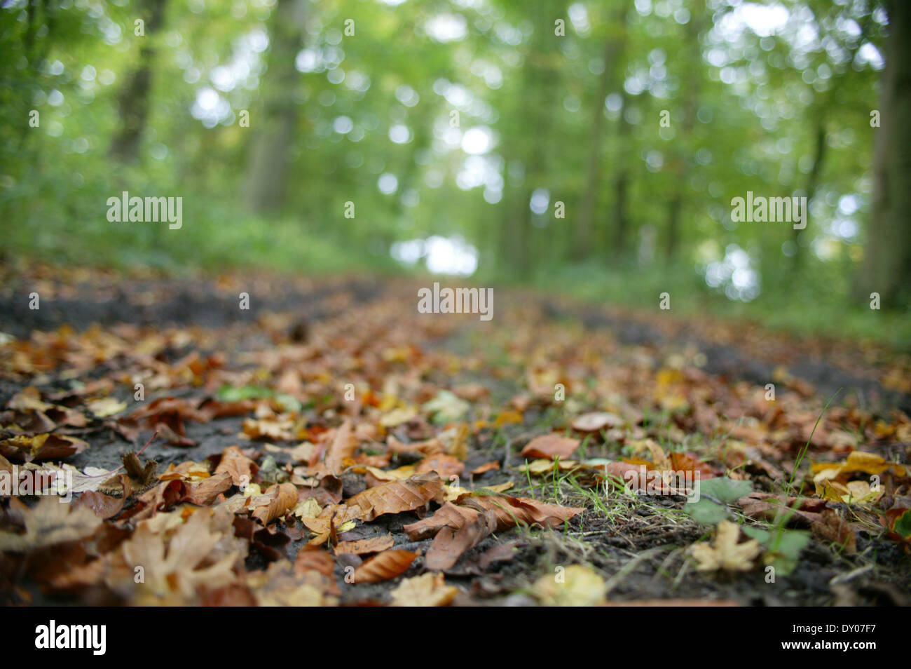 autumn seasonal woodland floor leaves path route Stock Photo - Alamy