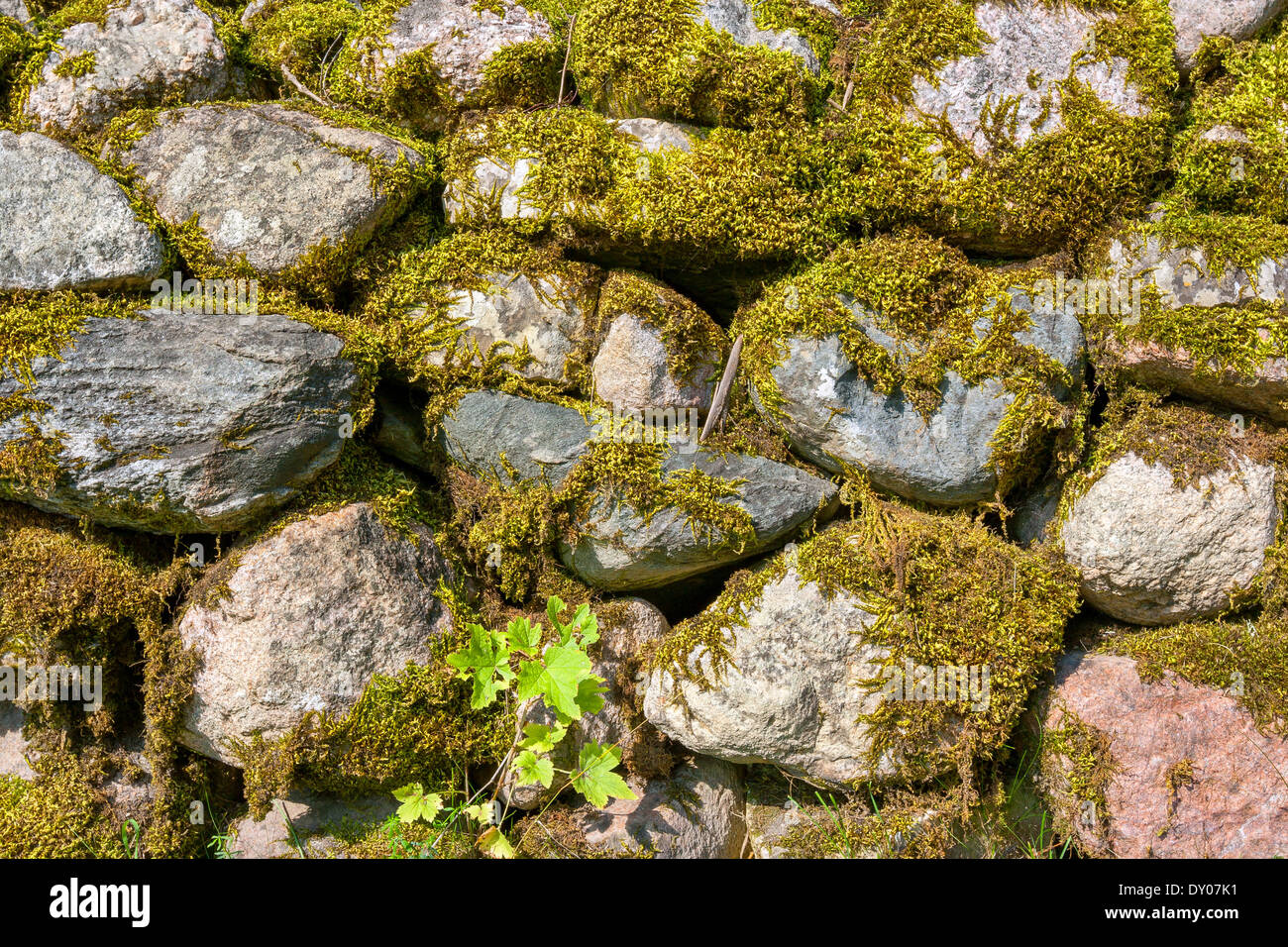 Mossy boundary hi-res stock photography and images - Alamy