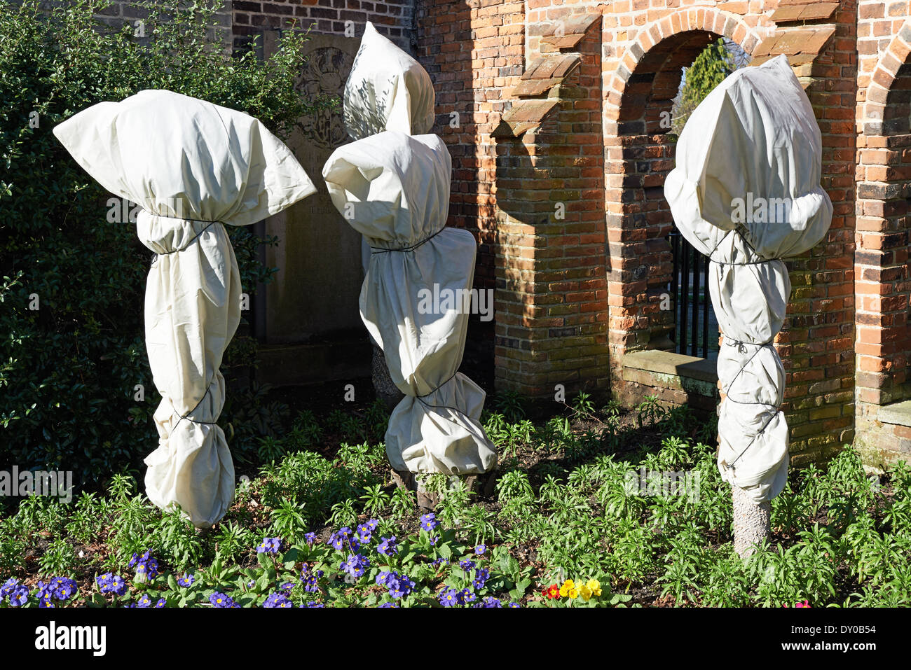 Warm weather trees wrapped-up for winter Stock Photo - Alamy