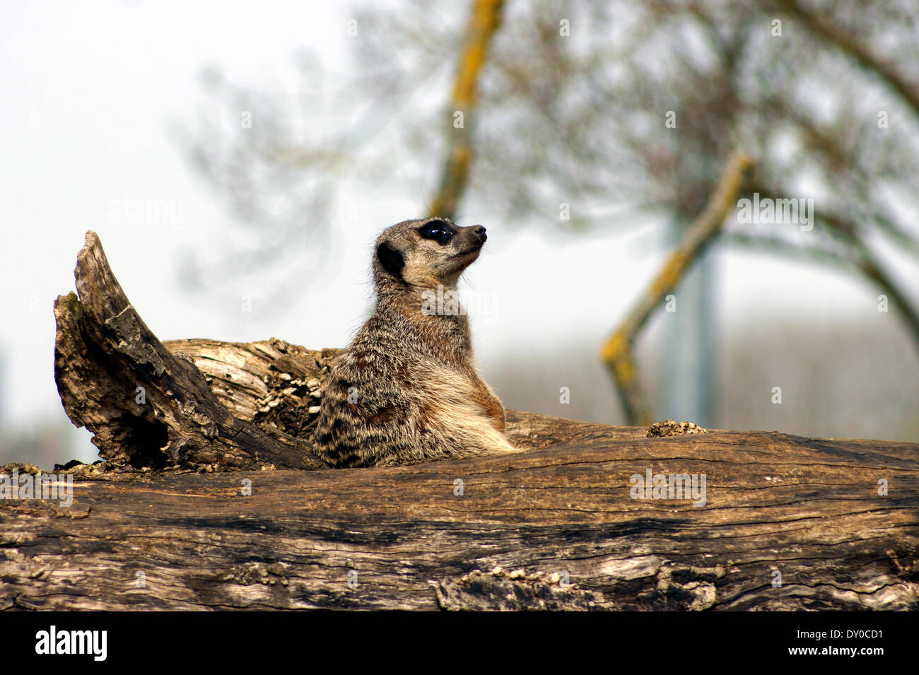 Meerkats have binocular vision hi-res stock photography and images - Alamy