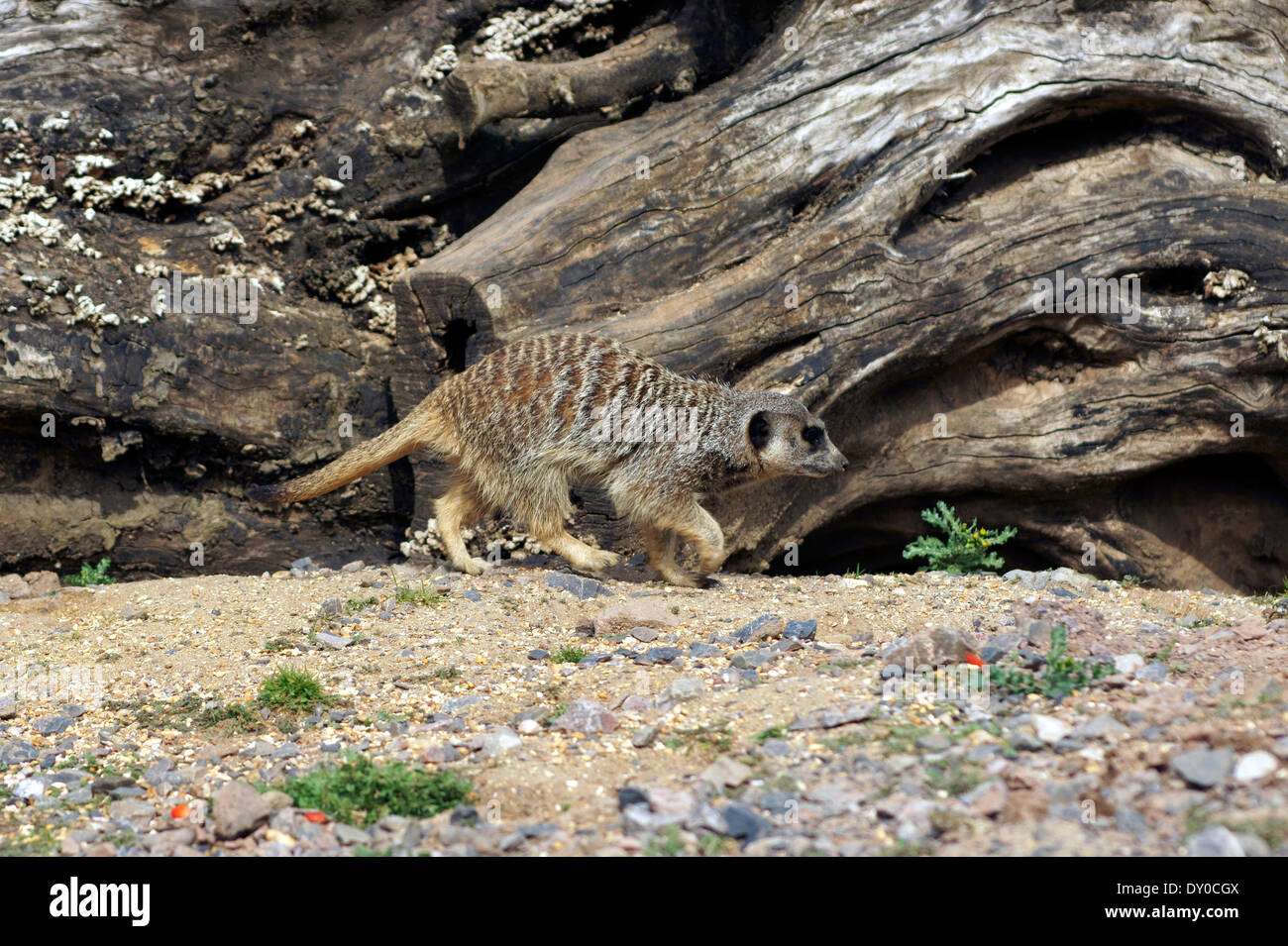 Peeping meerkat hi-res stock photography and images - Alamy