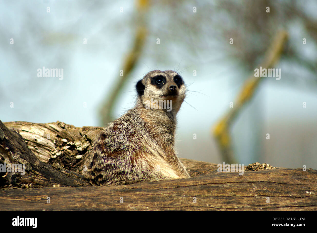 Sergei The Meerkat High Resolution Stock Photography and Images - Alamy