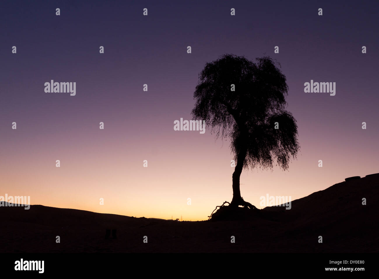 Beautiful tree landscape in Dubai desert, UAE Stock Photo - Alamy