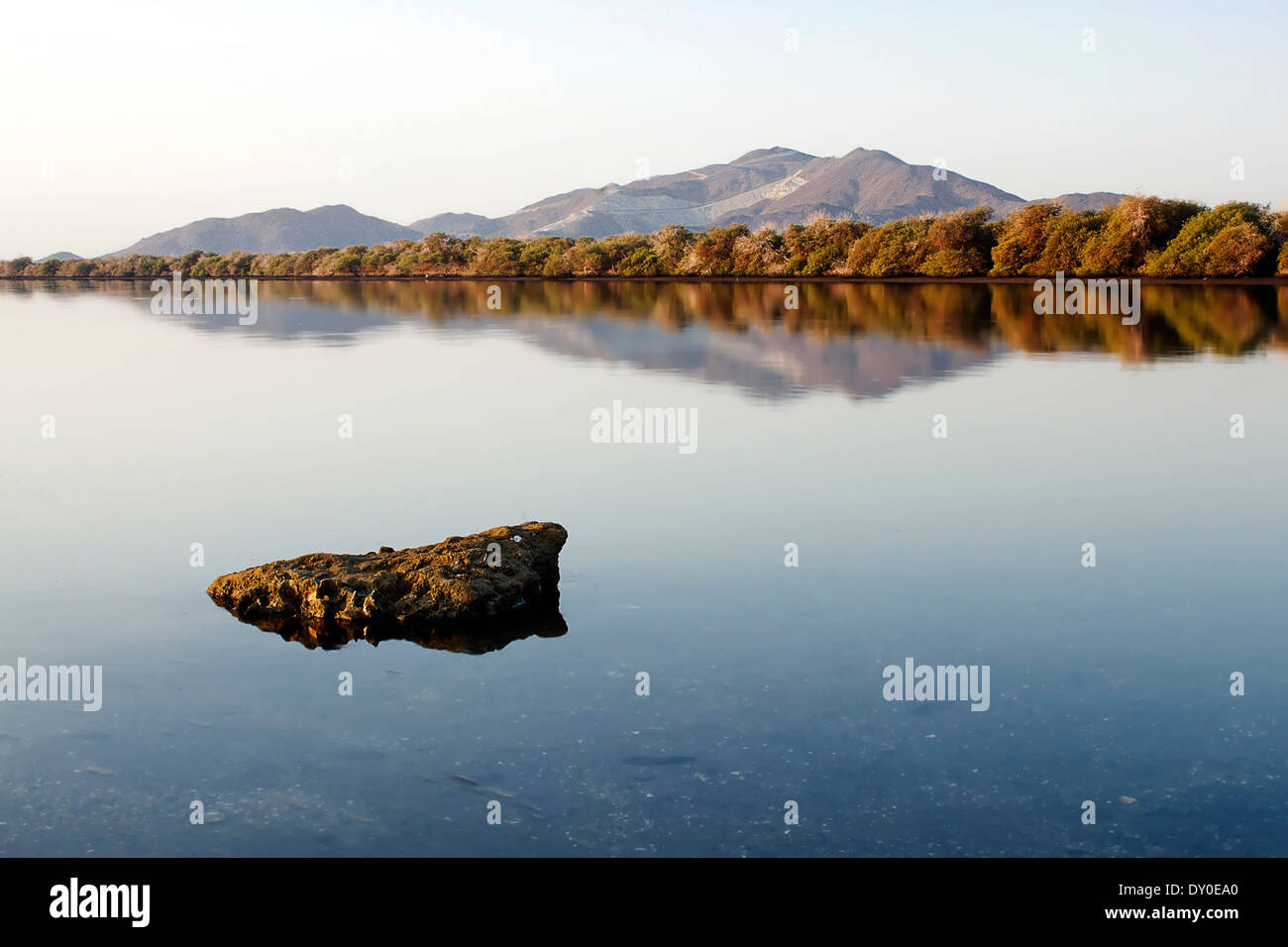 Kalba mangroves lagoon with mountains in background, UAE Stock Photo ...