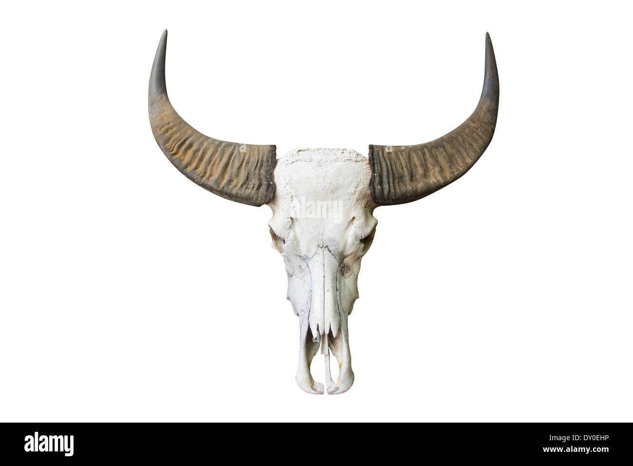 buffalo animal skull head isolated on white background Stock Photo - Alamy