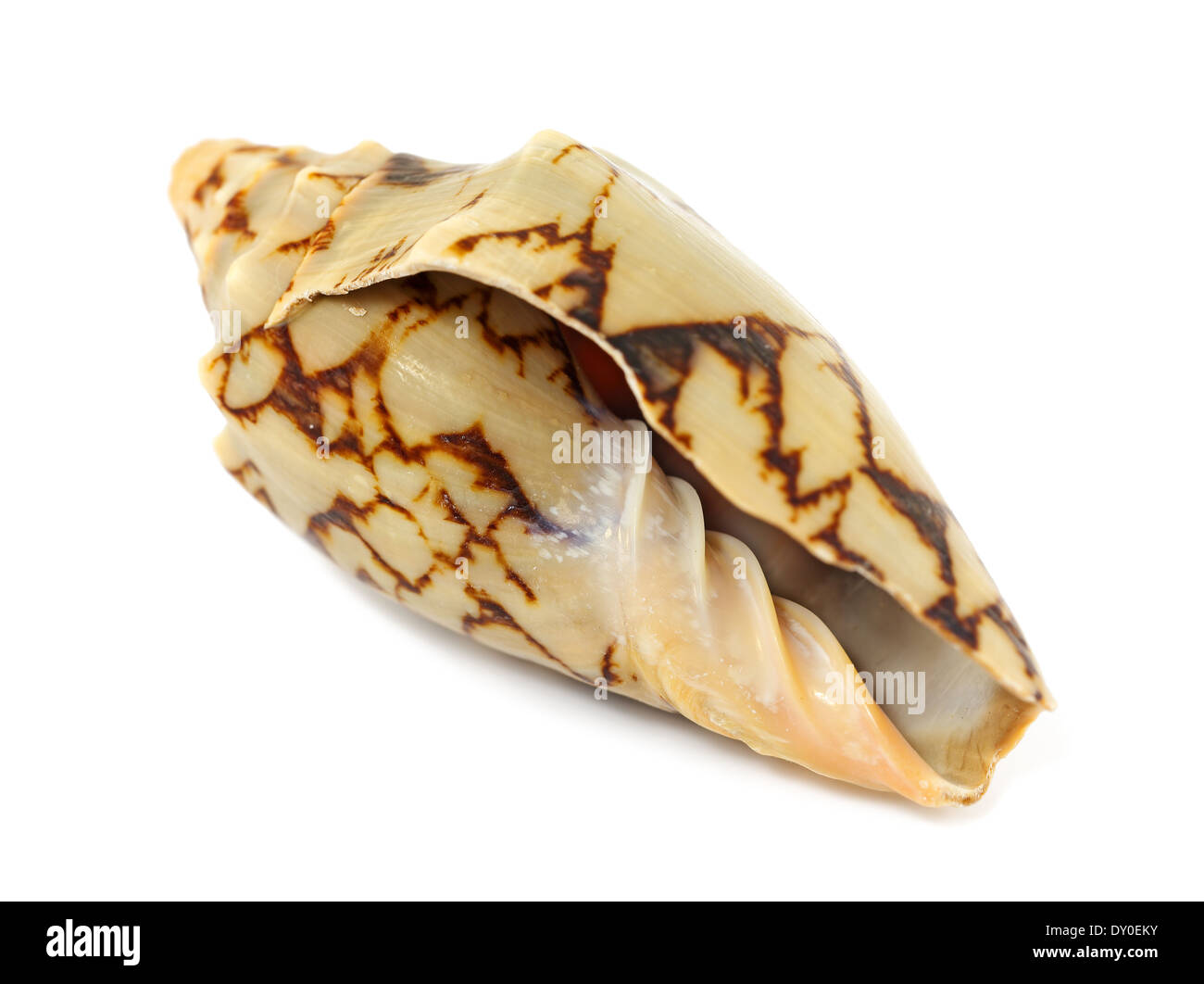 Seashell hi-res stock photography and images - Alamy