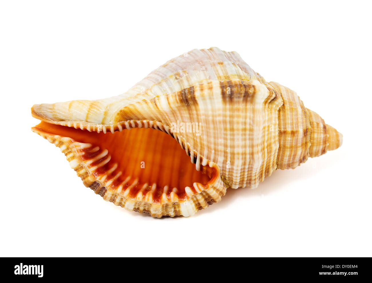 seashell isolated on a white background Stock Photo - Alamy