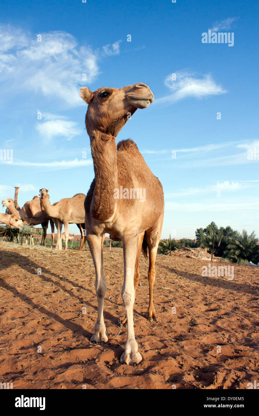 Camel guide caravan camels hi-res stock photography and images - Alamy