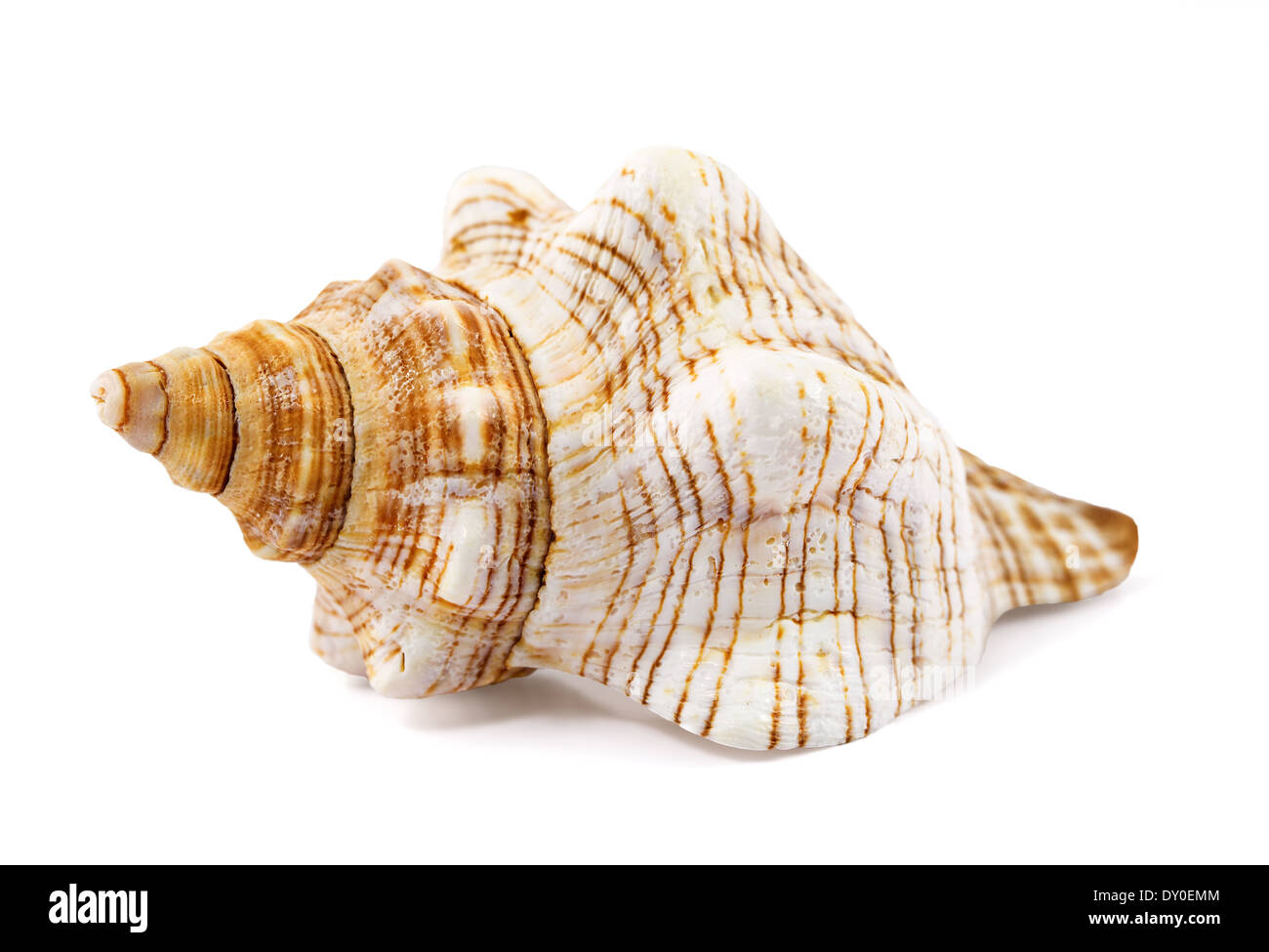 Seashell summer Cut Out Stock Images & Pictures - Alamy