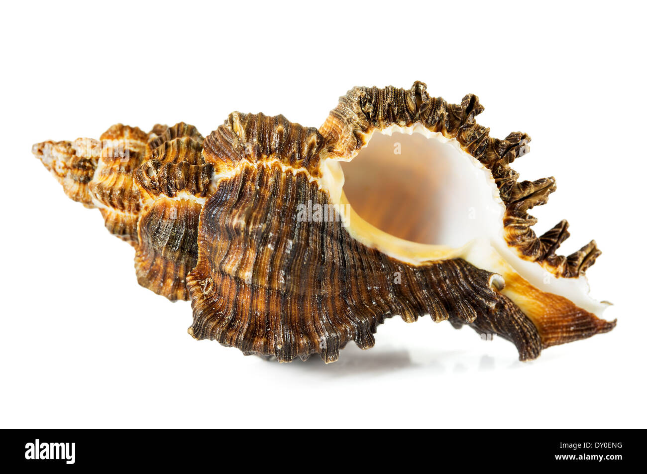 seashell isolated on a white background Stock Photo - Alamy