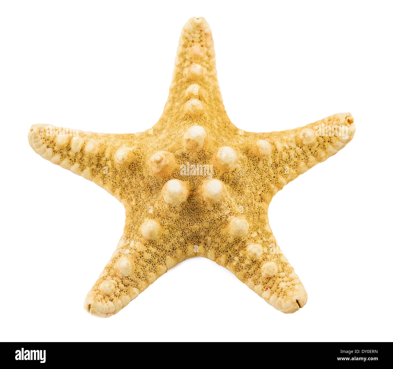starfish isolated on a white background Stock Photo - Alamy