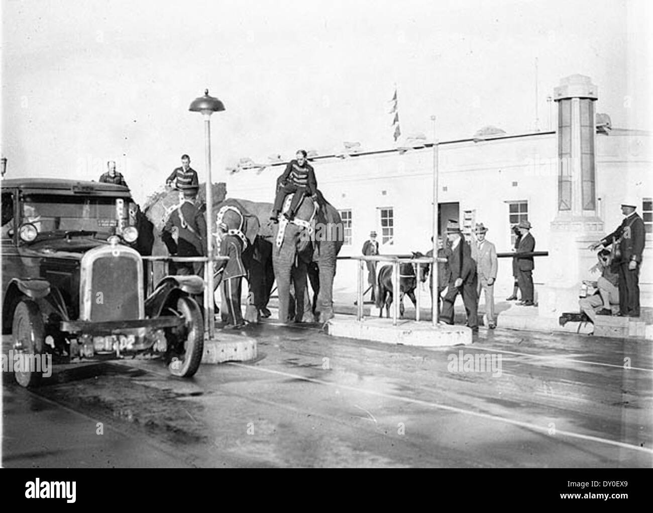 1930s 1932 bridge elephants elephants pony at bridge toll bar hi-res ...