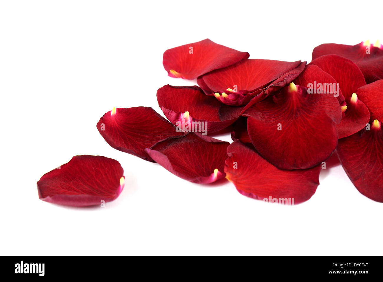 Petal border rose petals red hi-res stock photography and images - Alamy