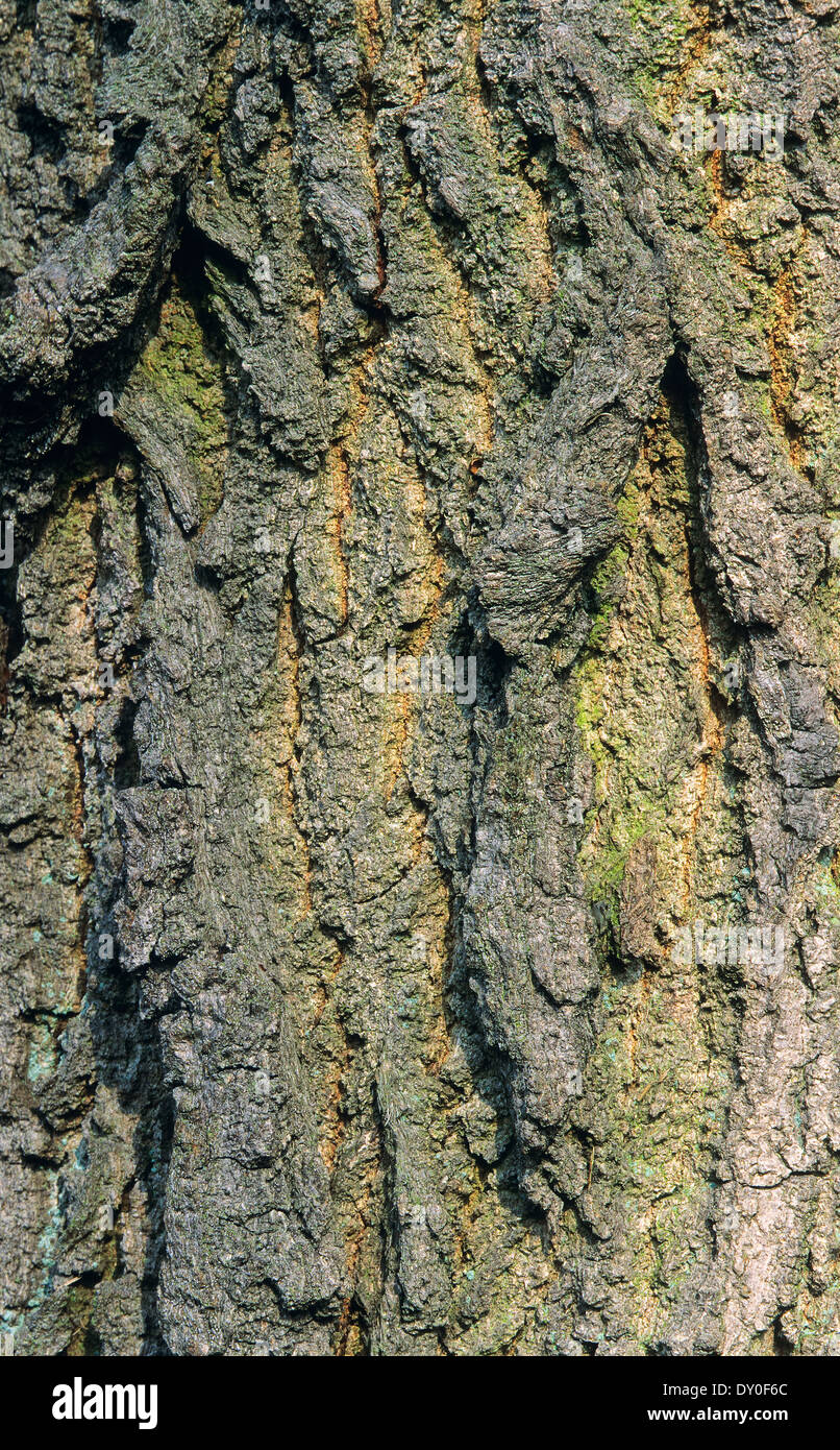 English oak bark rind stiel eiche hi-res stock photography and images ...