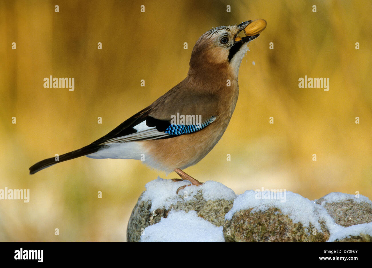 Jaybird, Jay, Eurasian jay, with acorn in bill, Eichelhäher, Eichel im ...