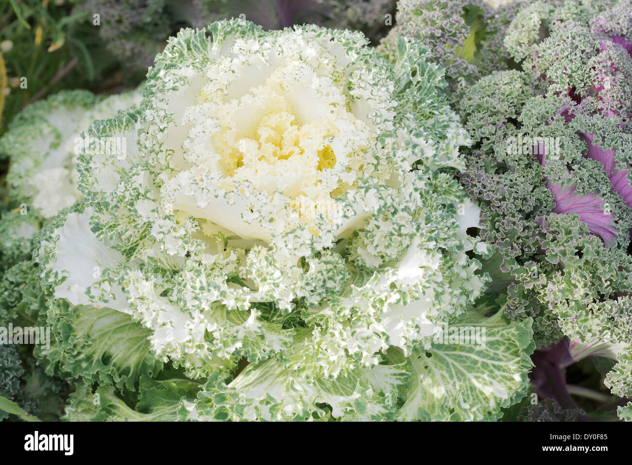 Brassica oleracea (Sabellica Group) Borecole (UK), Curly kale, Kitchen ...