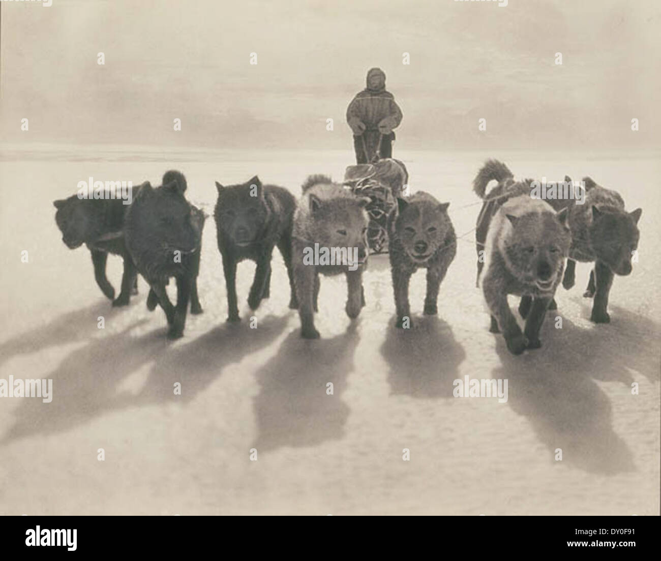This 1911 photograph shows huskies pulling a sledge during the First ...