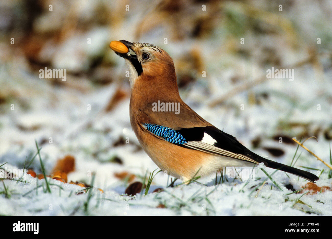 Gartenvogel im schnee im winter hi-res stock photography and images - Alamy