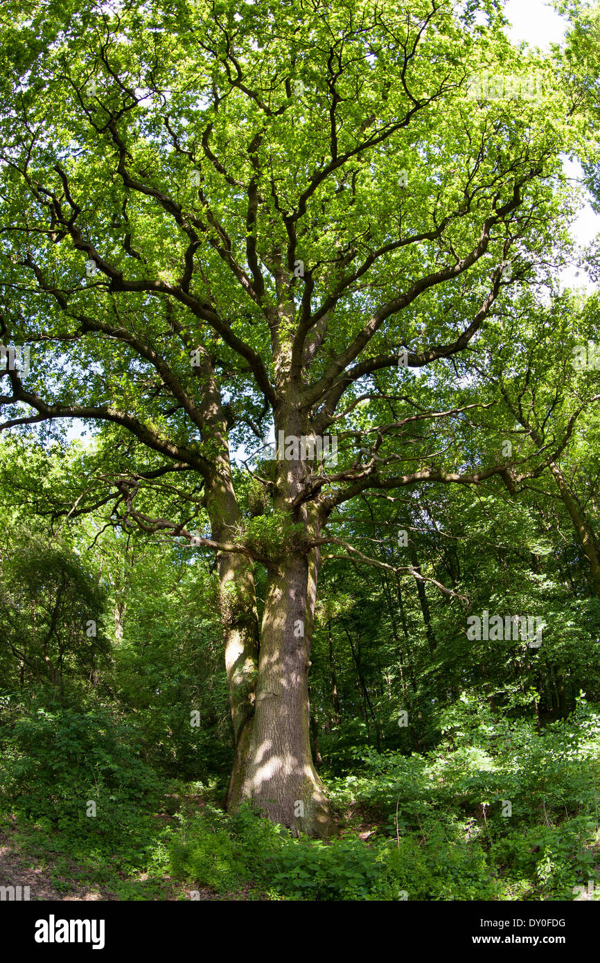 Stiel eiche hi-res stock photography and images - Alamy