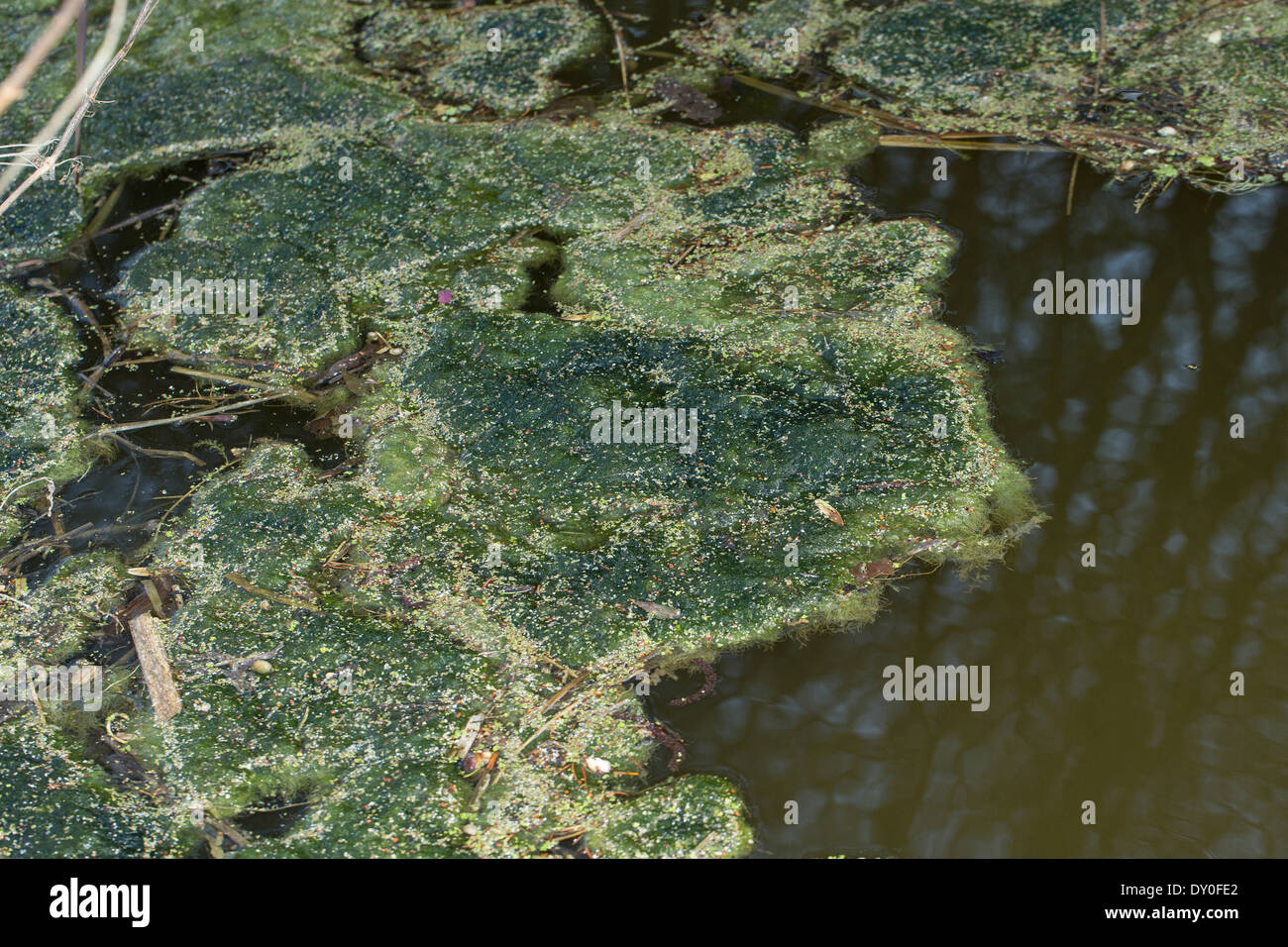 Green alga hi-res stock photography and images - Alamy