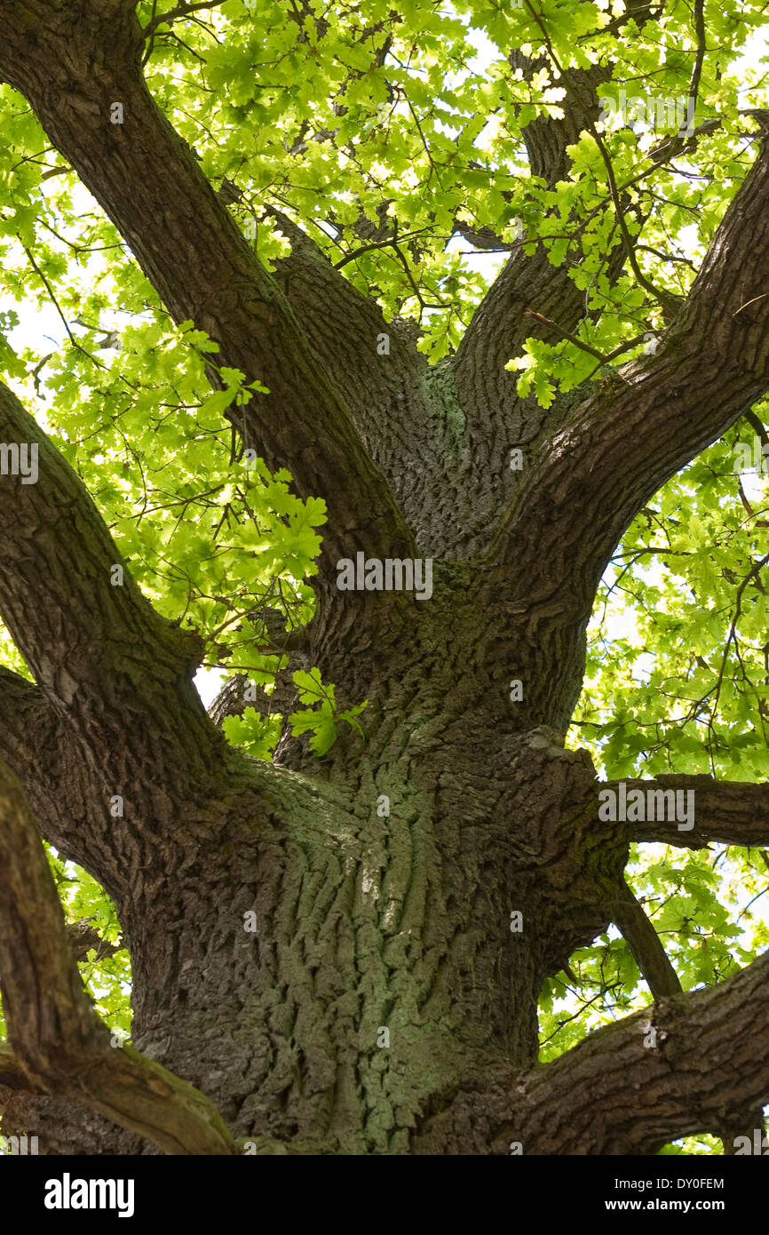 English Oak, oaks, treetop, crown, Stiel-Eiche, Stieleiche, Eiche ...
