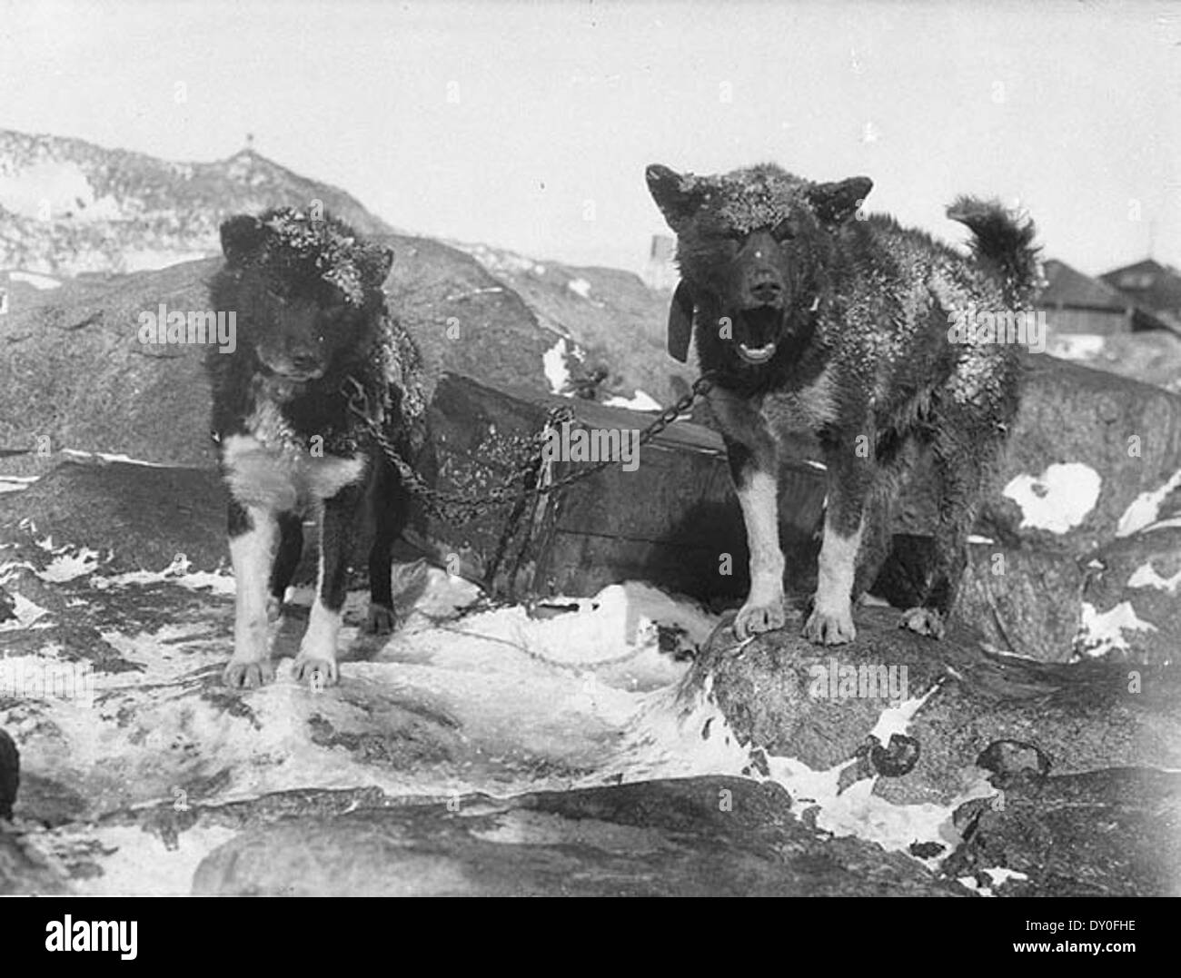 This 1911 photograph by Xavier Mertz shows the sled dogs Basilisk and ...