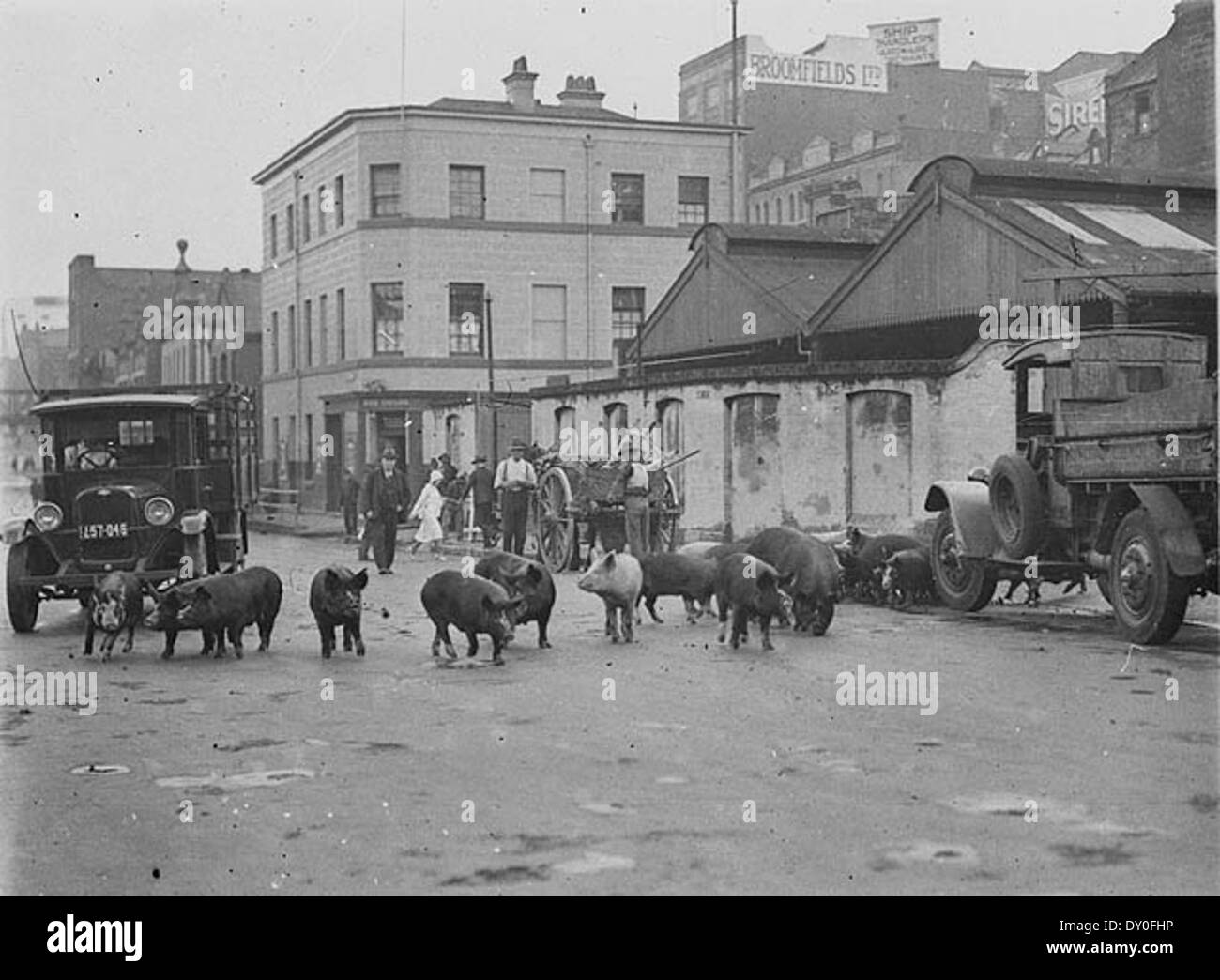This historical photograph from around 1929 shows twenty-four pigs ...