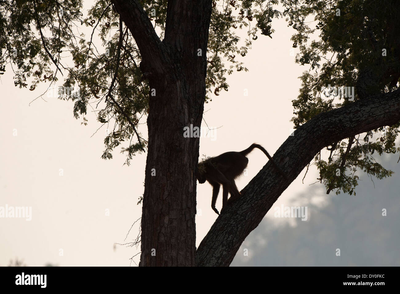Olive Baboon Climbing Tree High Resolution Stock Photography and Images ...