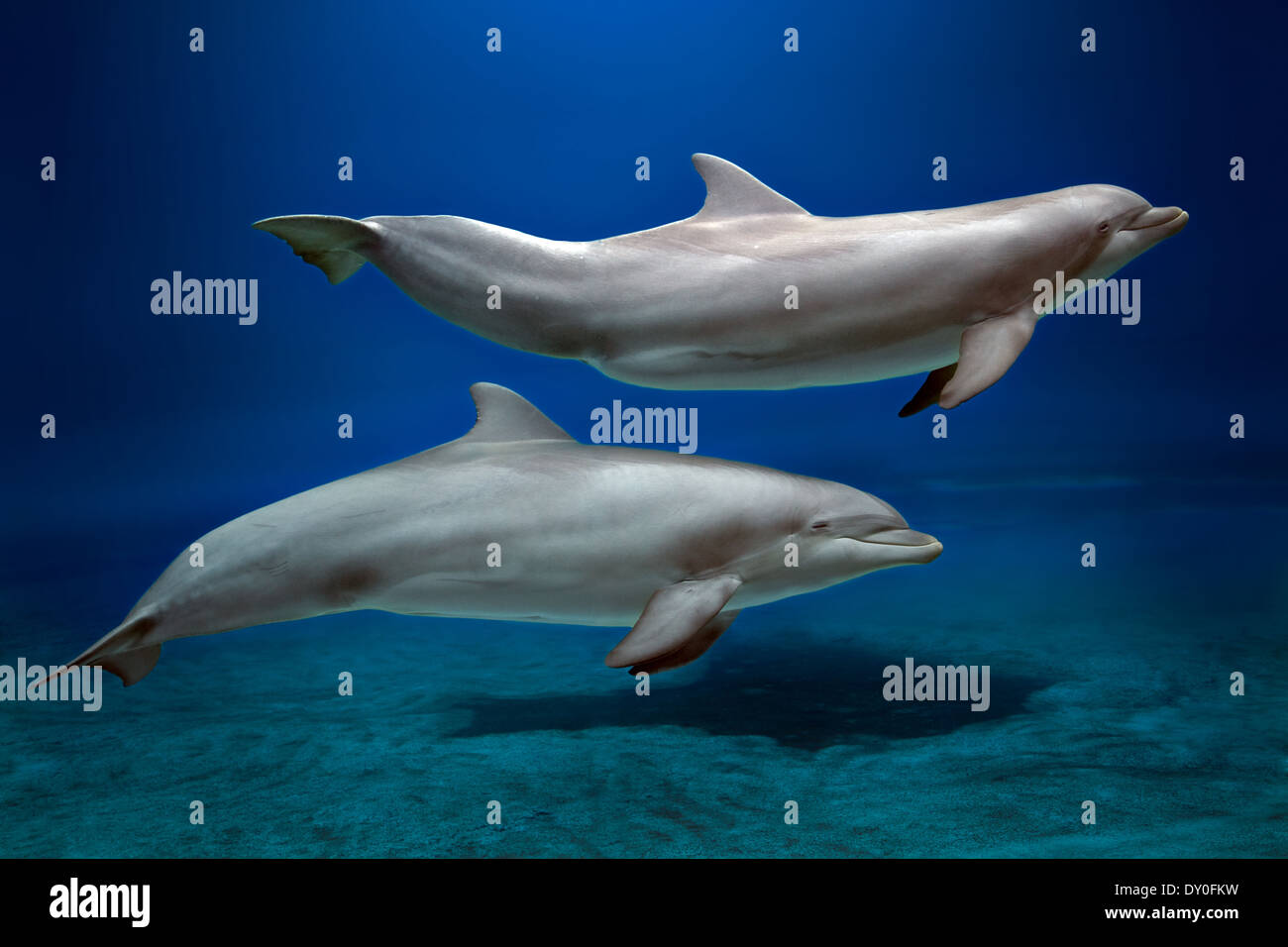 A couple of dolphins Stock Photo - Alamy