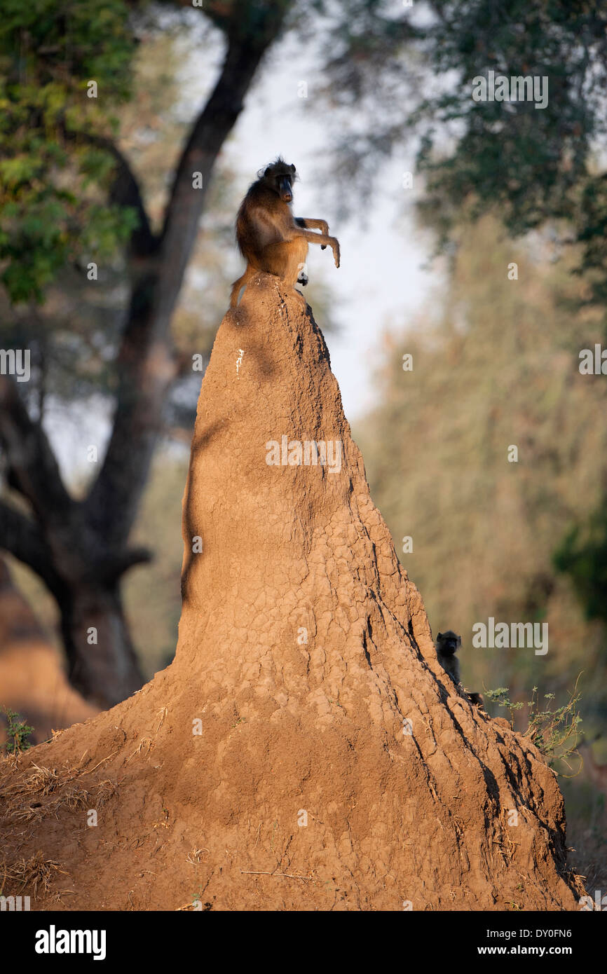 Sitting on anthill hi-res stock photography and images - Alamy