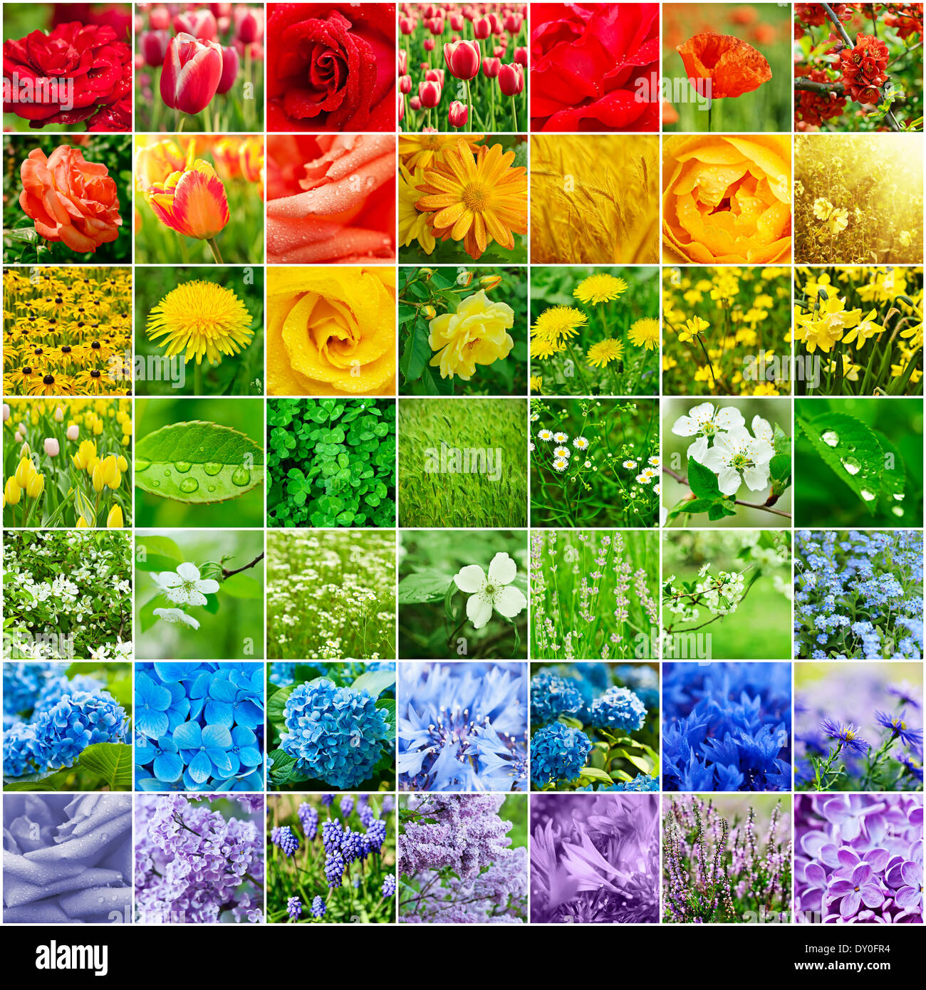 Rainbow cherry blossom hi-res stock photography and images - Alamy