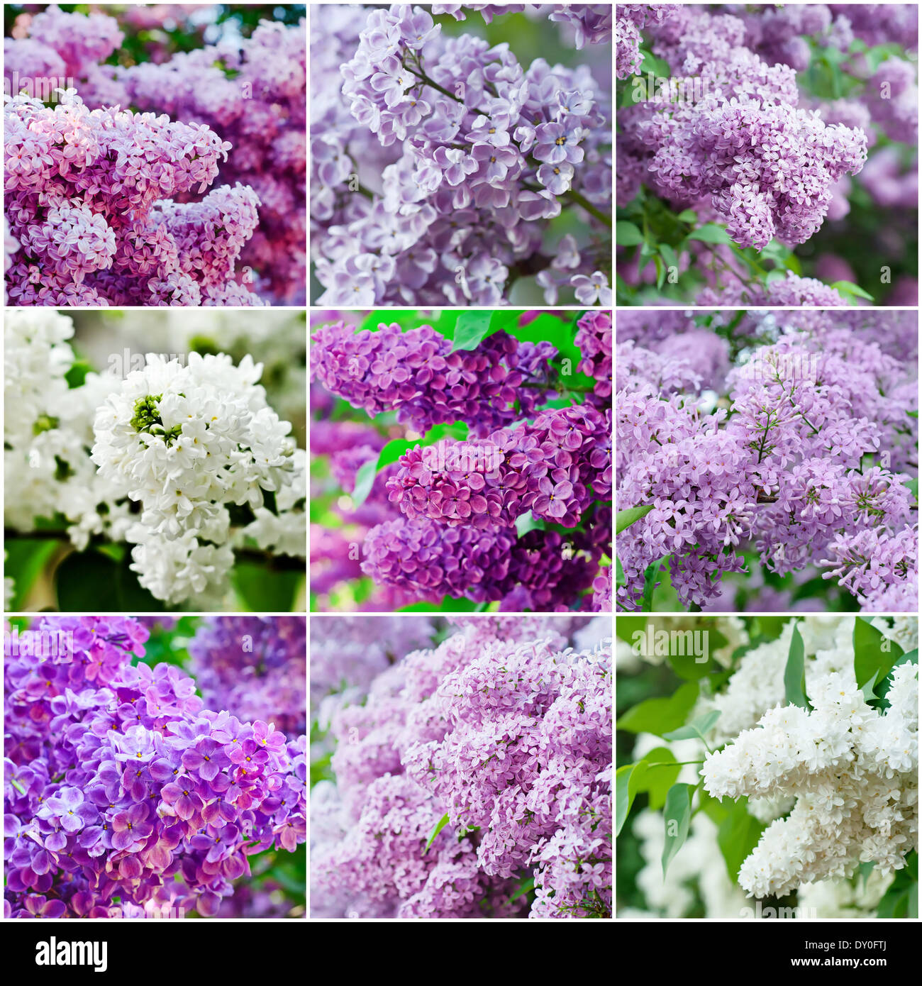 Spring collage hi-res stock photography and images - Alamy