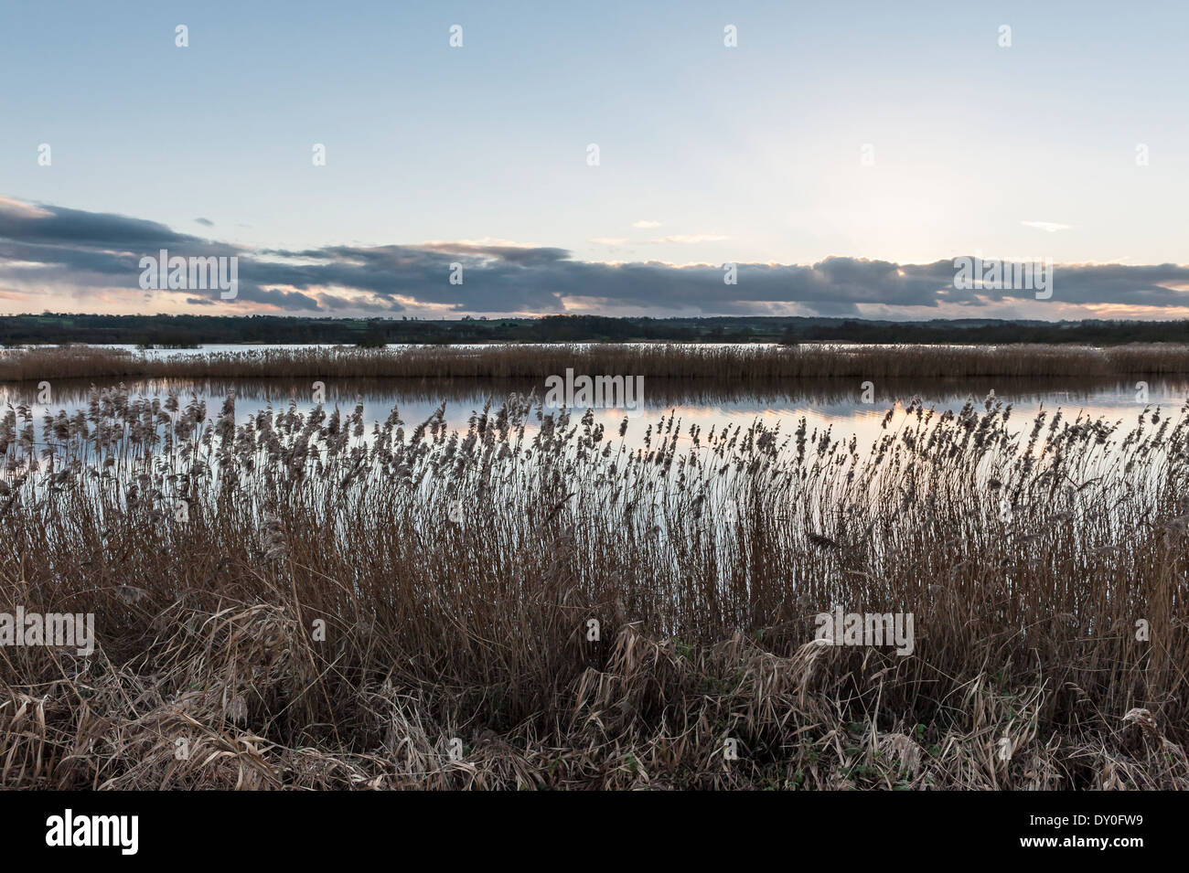 Shapwick Heath nature reserve on the Somerset Levels, UK Stock Photo ...