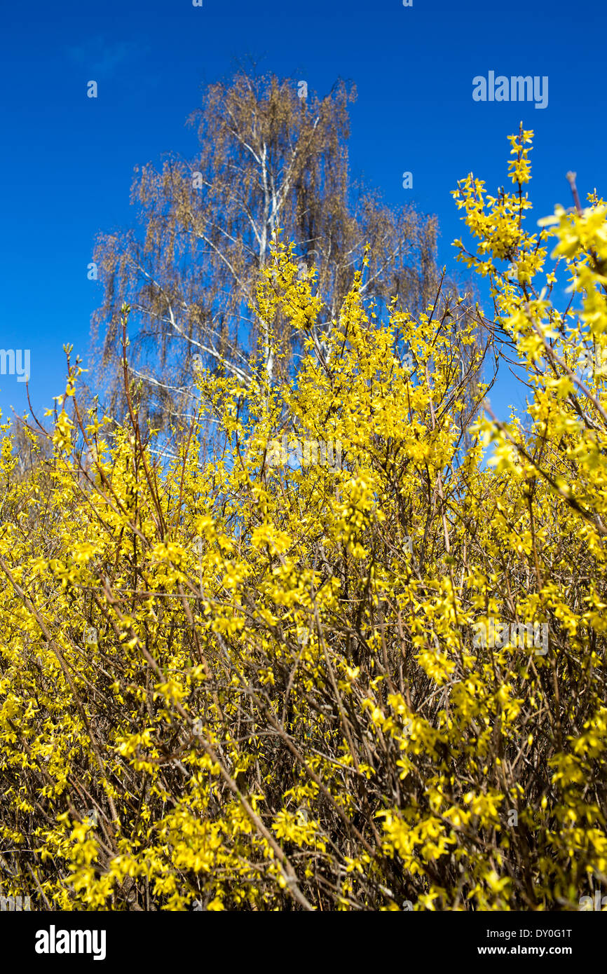 Spring arrived hi-res stock photography and images - Alamy