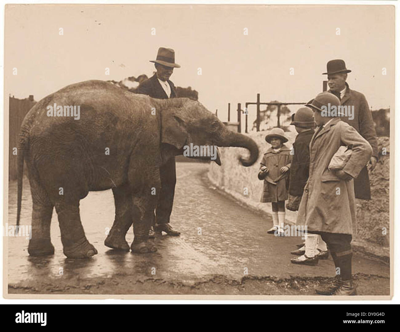 Asian Elephant Taronga Zoo Australia High Resolution Stock Photography ...