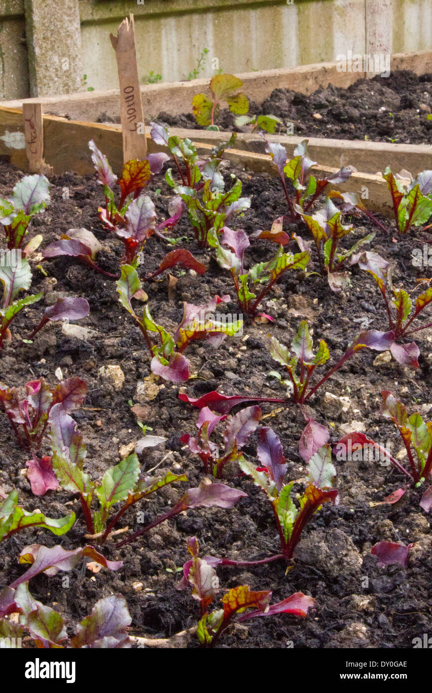 Raised beds full of beetroot plants, vibrant leaves Stock Photo - Alamy