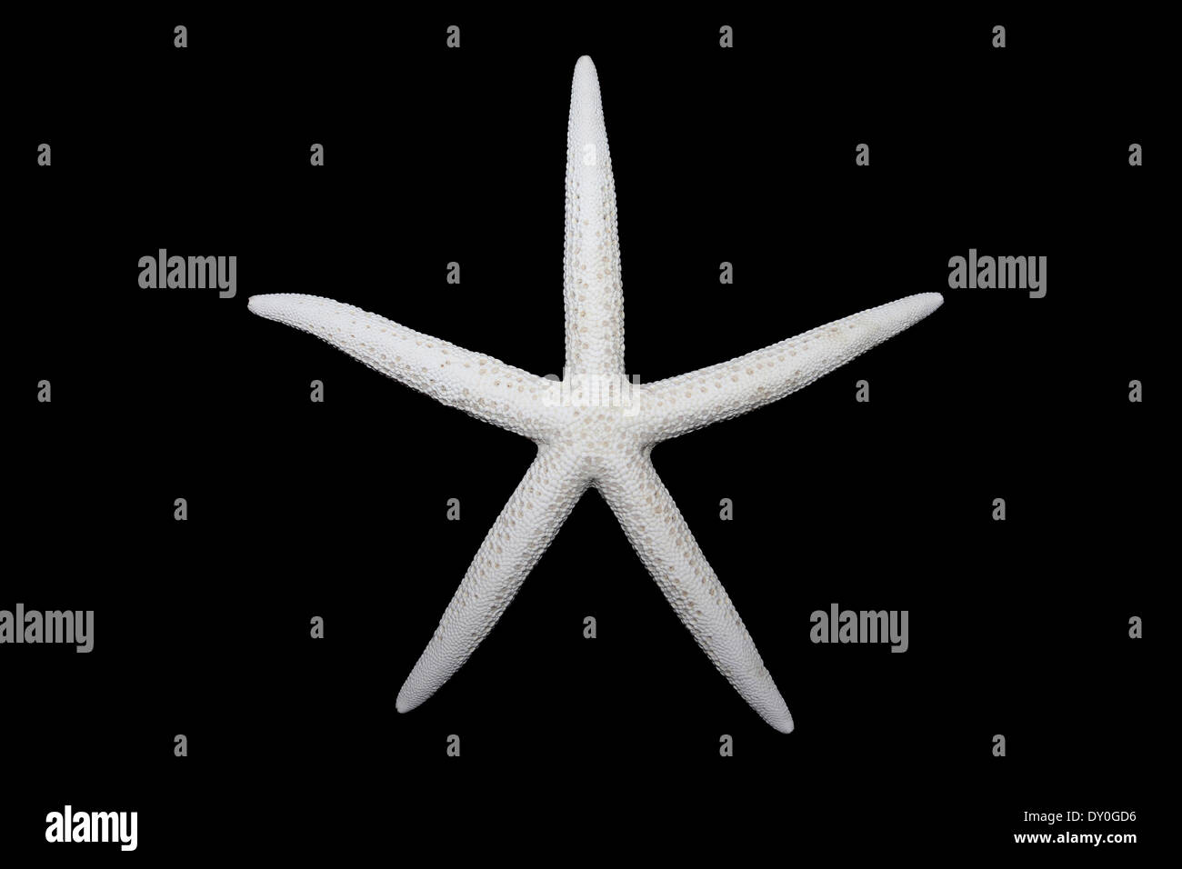 Dried Starfish Specimen Stock Photo - Alamy