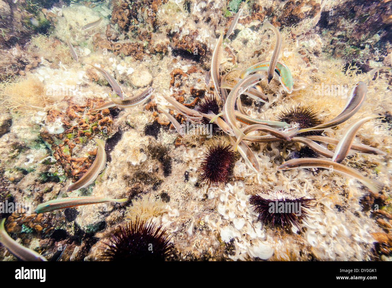 School of Fish, Adriatic Sea, Dalmatia, Croatia Stock Photo - Alamy